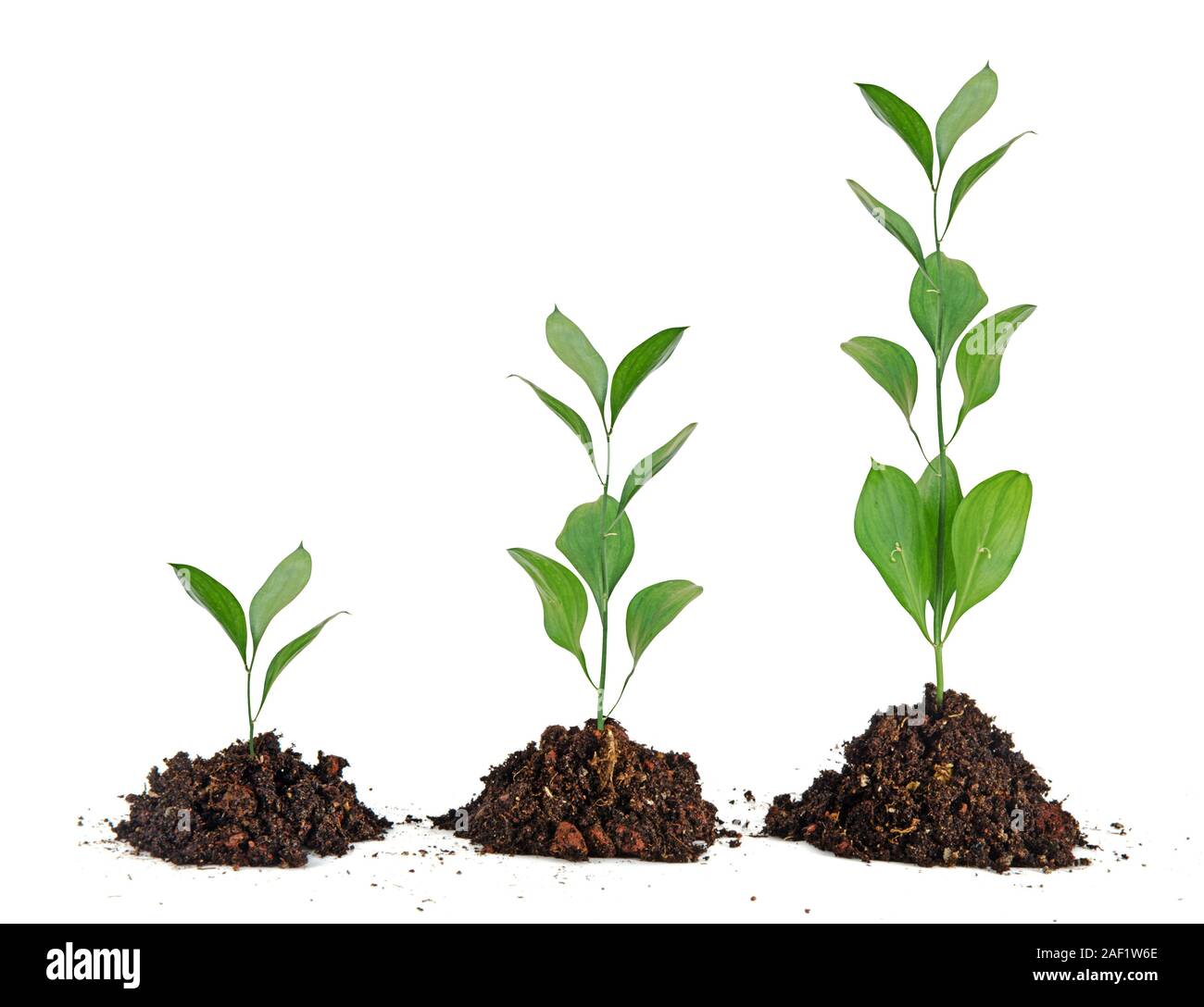 Three plants in soil Stock Photo - Alamy