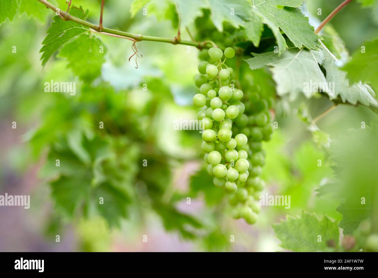 Grape seedling hi-res stock photography and images - Alamy