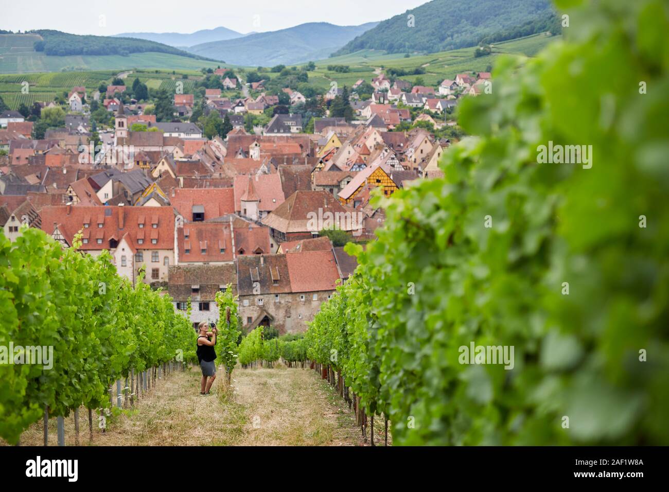 Town seen through vines Stock Photo - Alamy