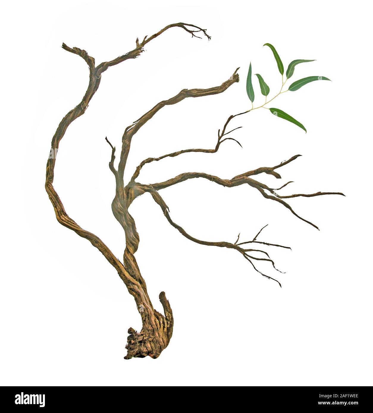 Dry tree isolated on white Stock Photo - Alamy