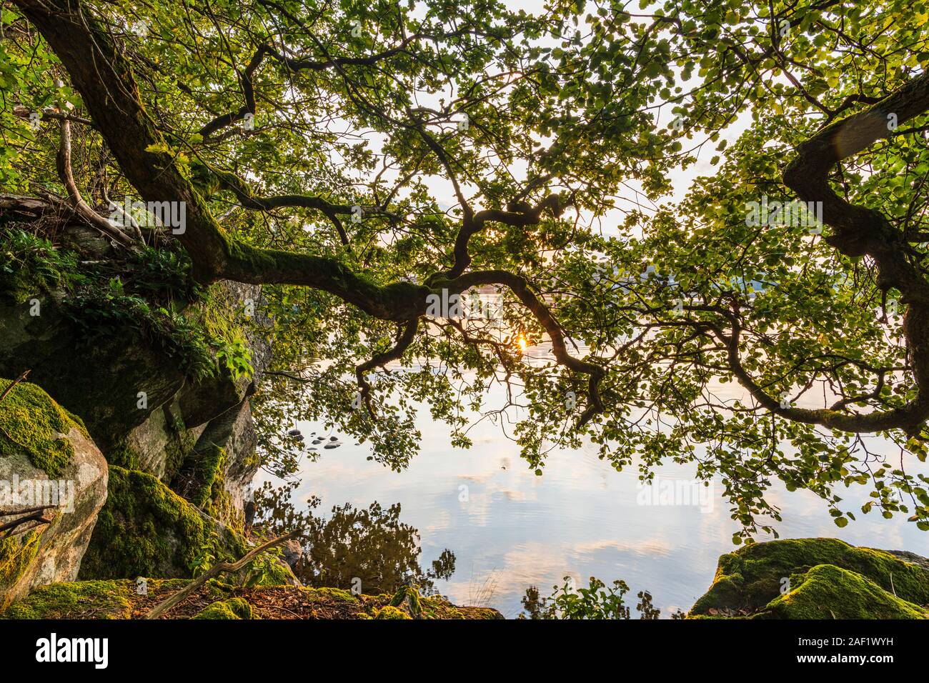 Twisted tree branches Stock Photo - Alamy