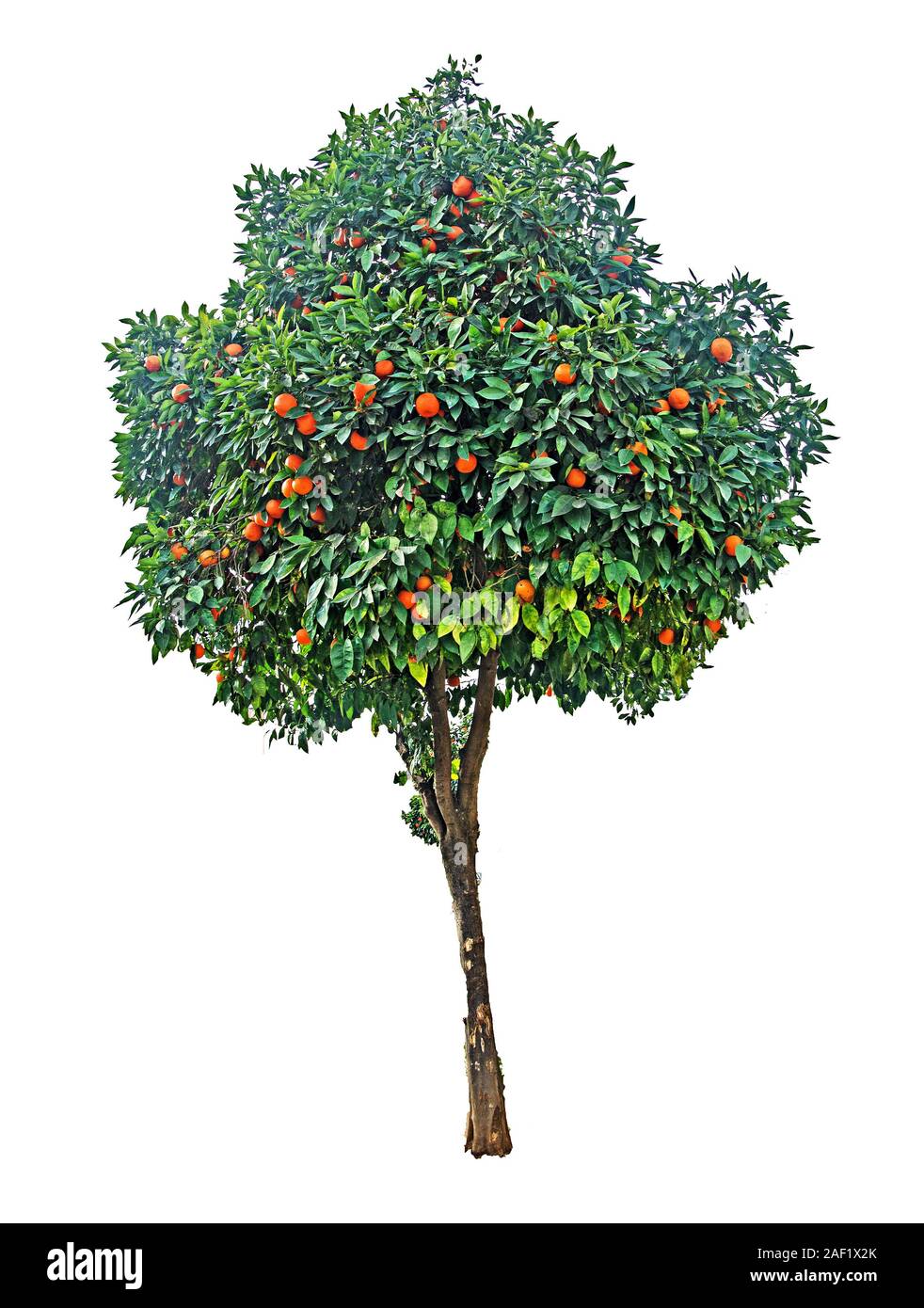 citrus tree on white background Stock Photo - Alamy