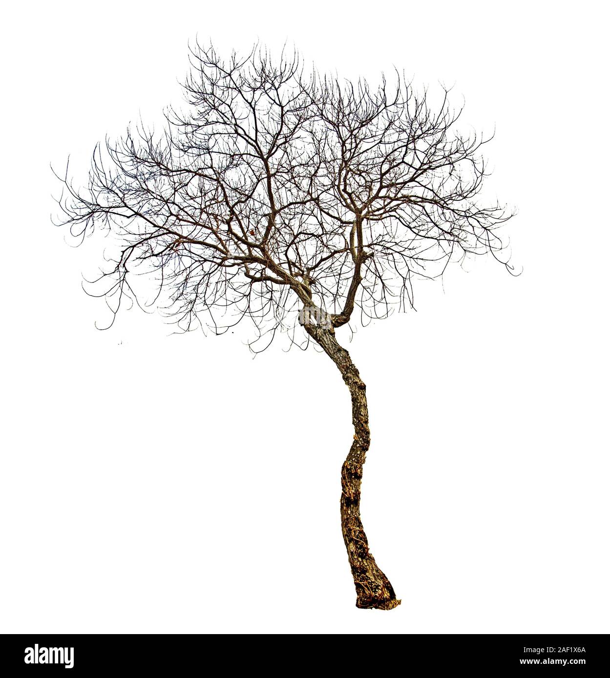 Dry climate tree Cut Out Stock Images & Pictures - Alamy