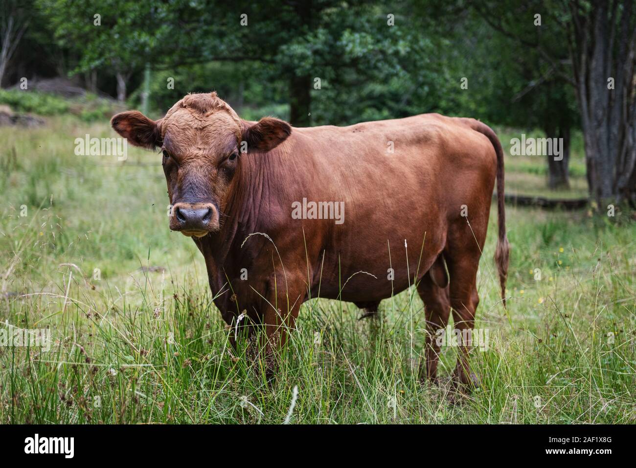 Bull standing on grass hi-res stock photography and images - Alamy