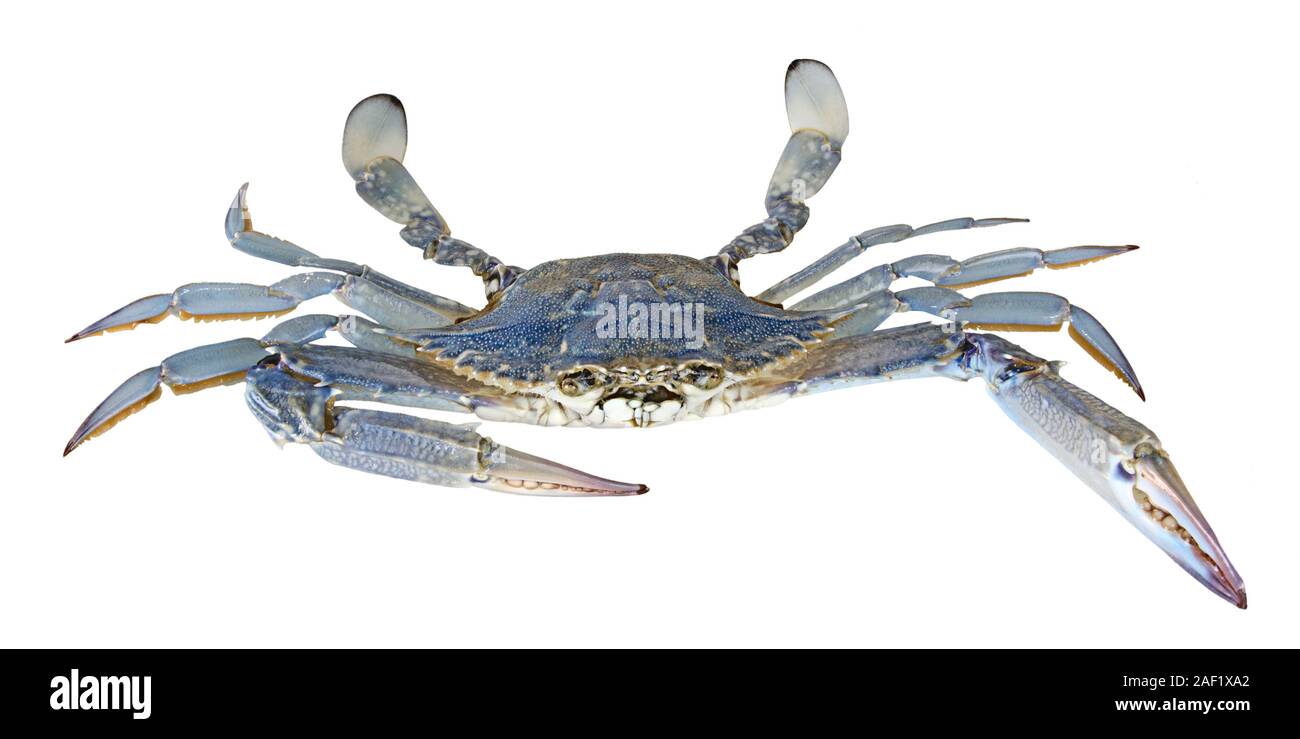 Blue swimmer crab hi-res stock photography and images - Alamy