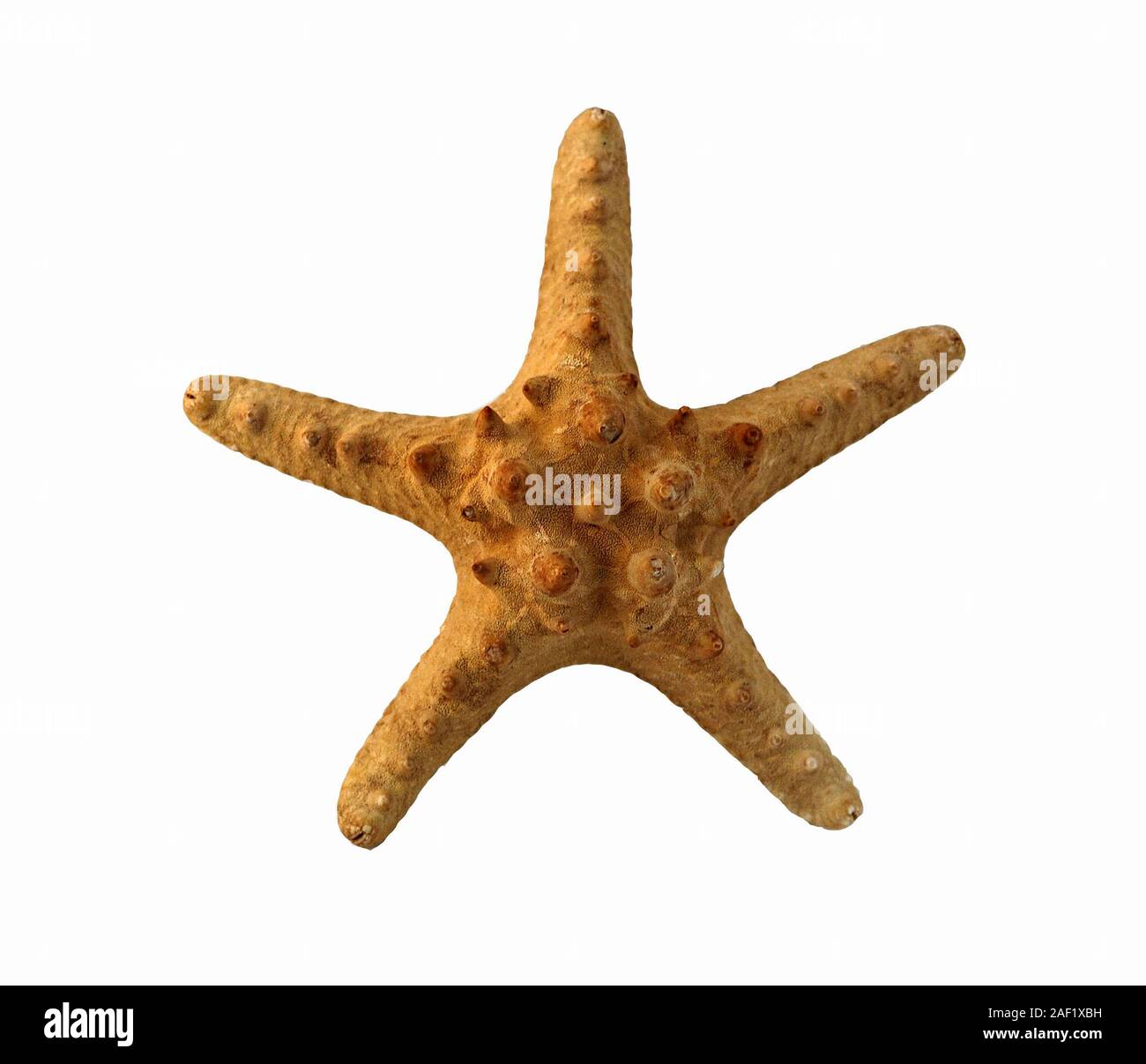 A five-arm starfish on a white backrground Stock Photo - Alamy