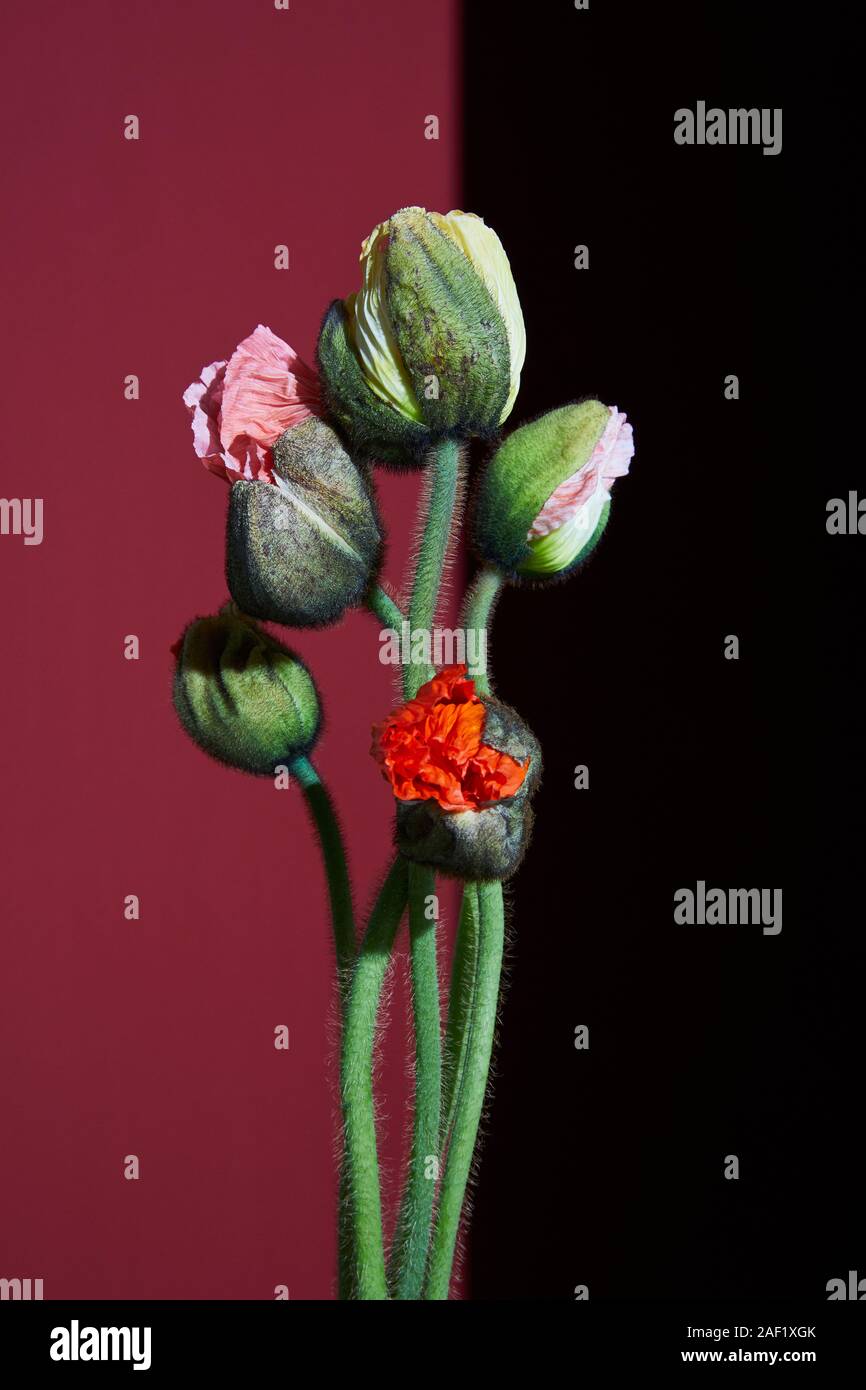 Poppy buds, studio shot Stock Photo - Alamy