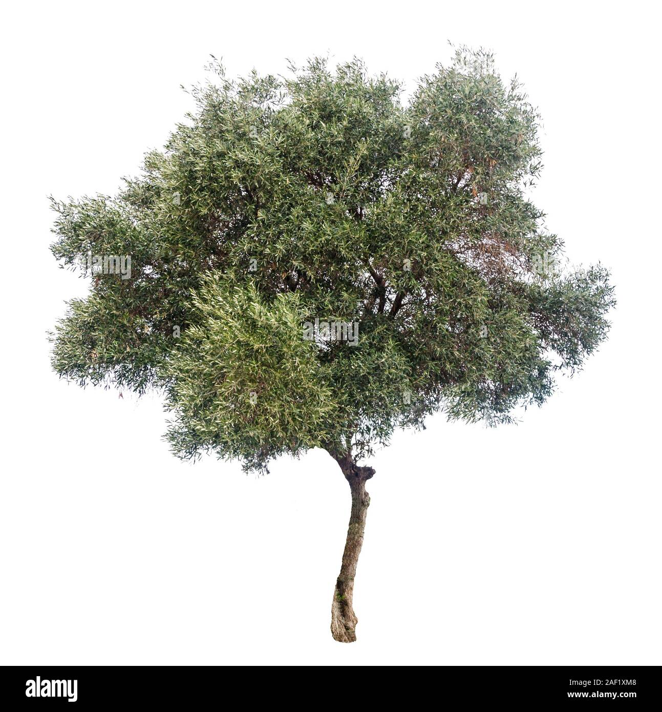 Ornamental olive tree Cut Out Stock Images & Pictures - Alamy