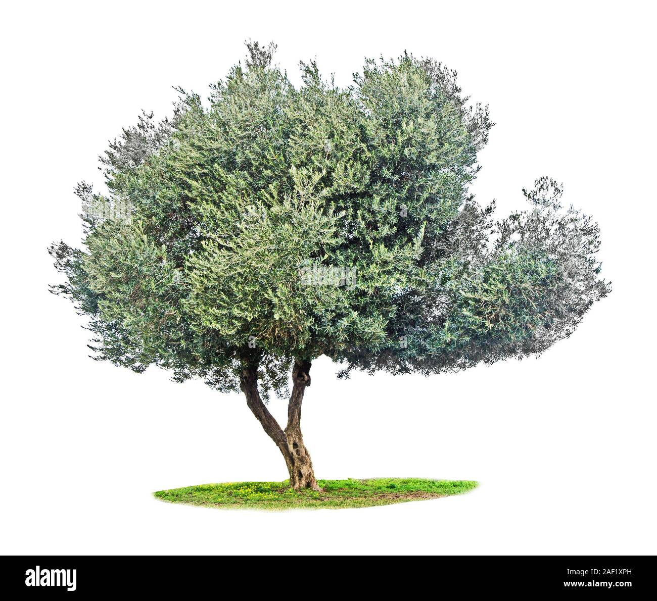 Ornamental olive tree Cut Out Stock Images & Pictures - Alamy