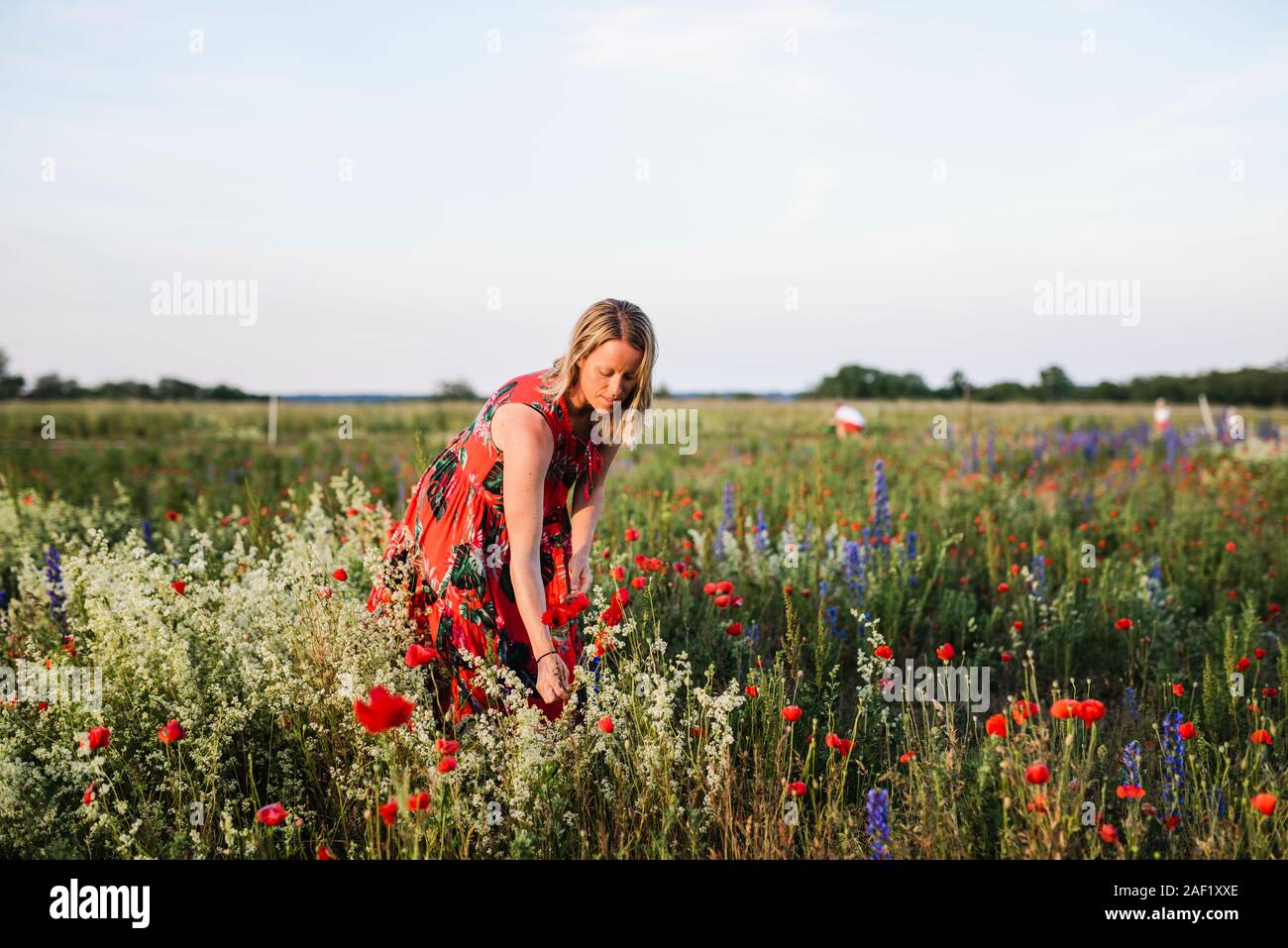Plants pick hi-res stock photography and images - Alamy