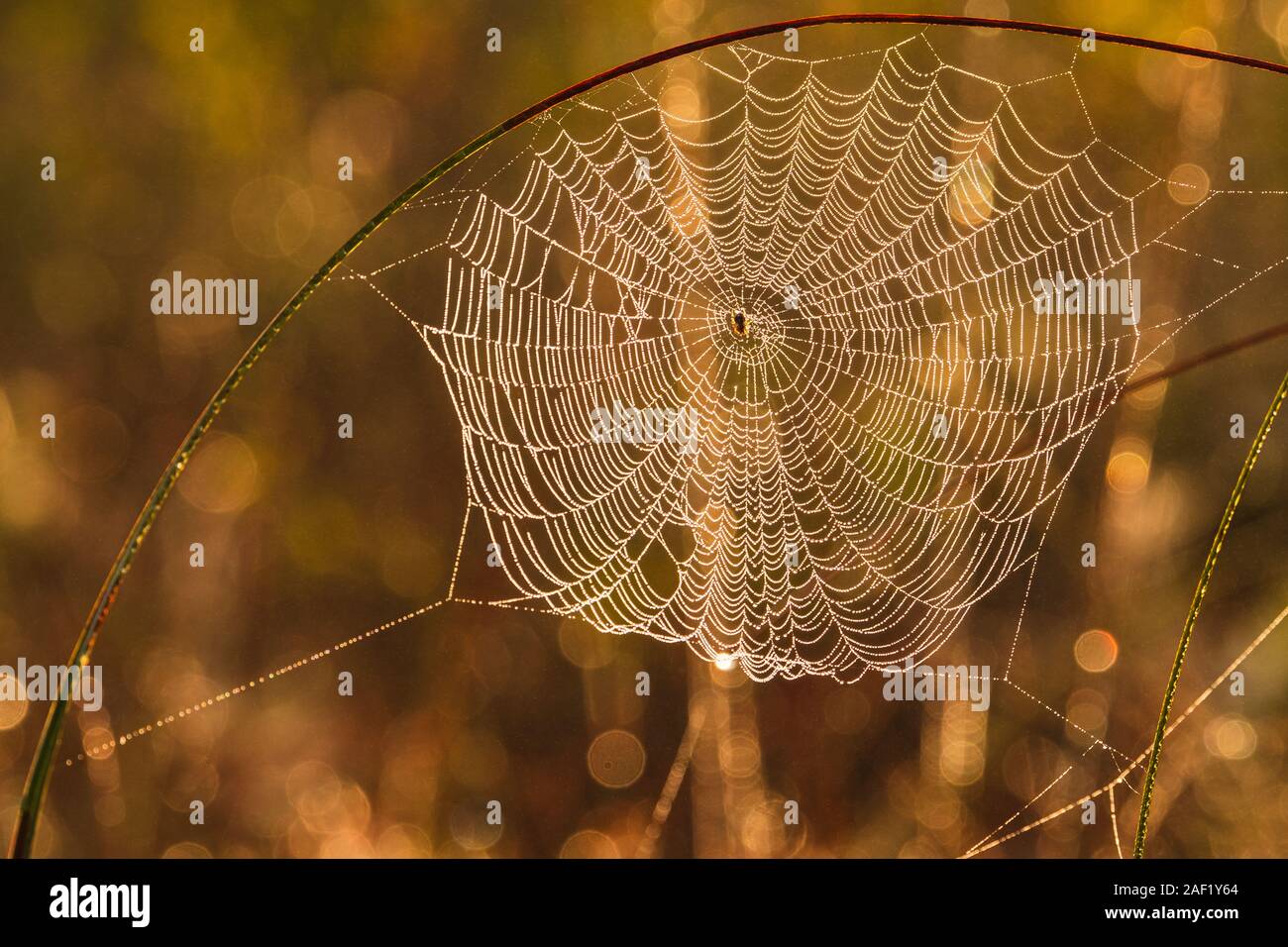 Spider colour hi-res stock photography and images - Alamy