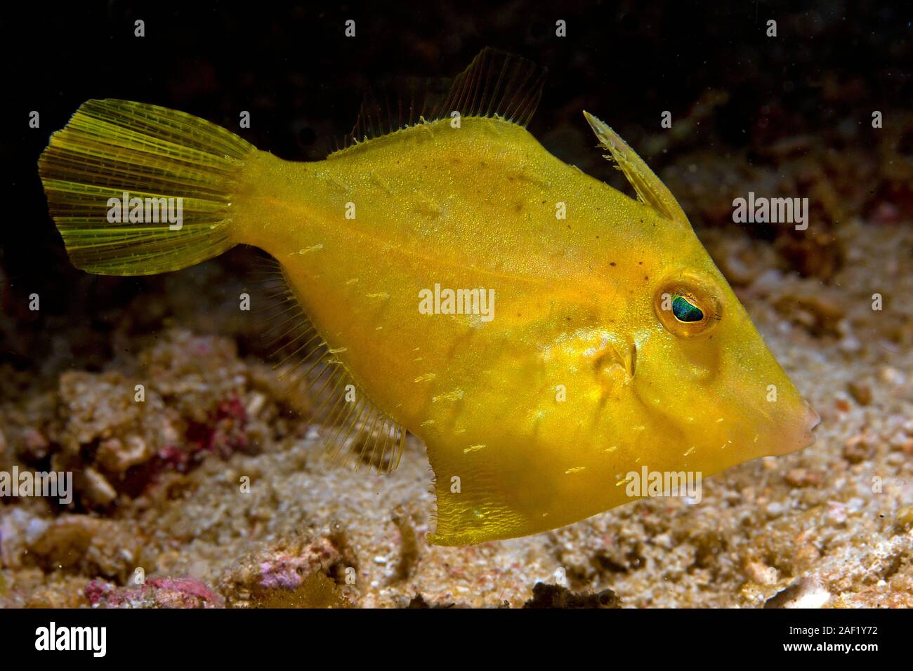 Scraper hi-res stock photography and images - Alamy