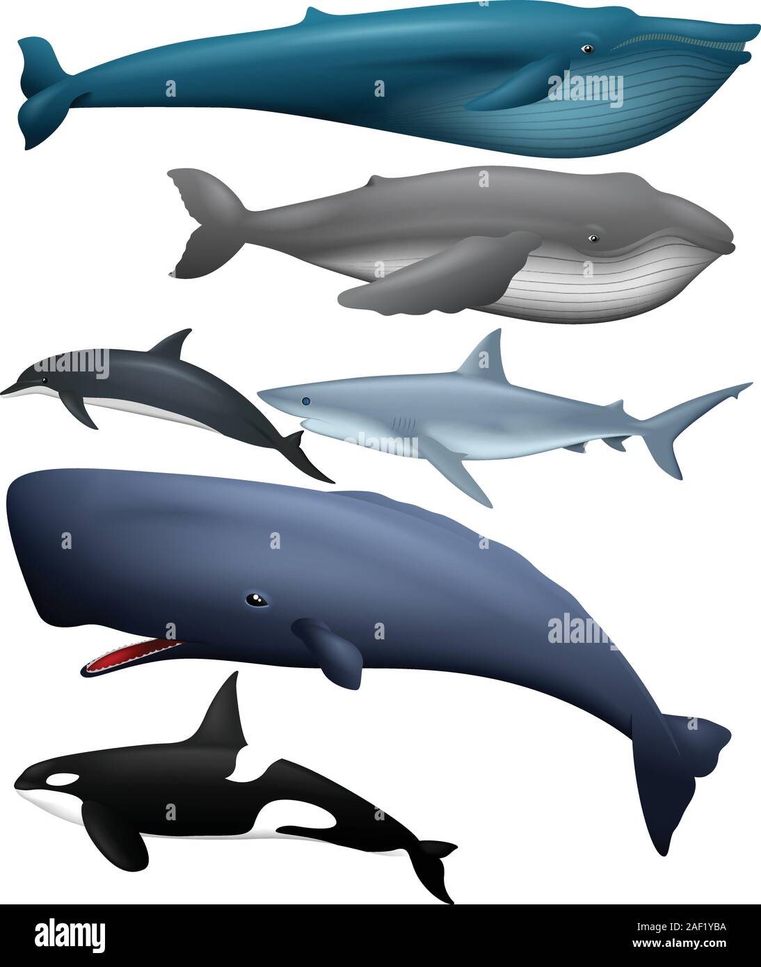 Realistic shark illustration Stock Vector Images - Alamy