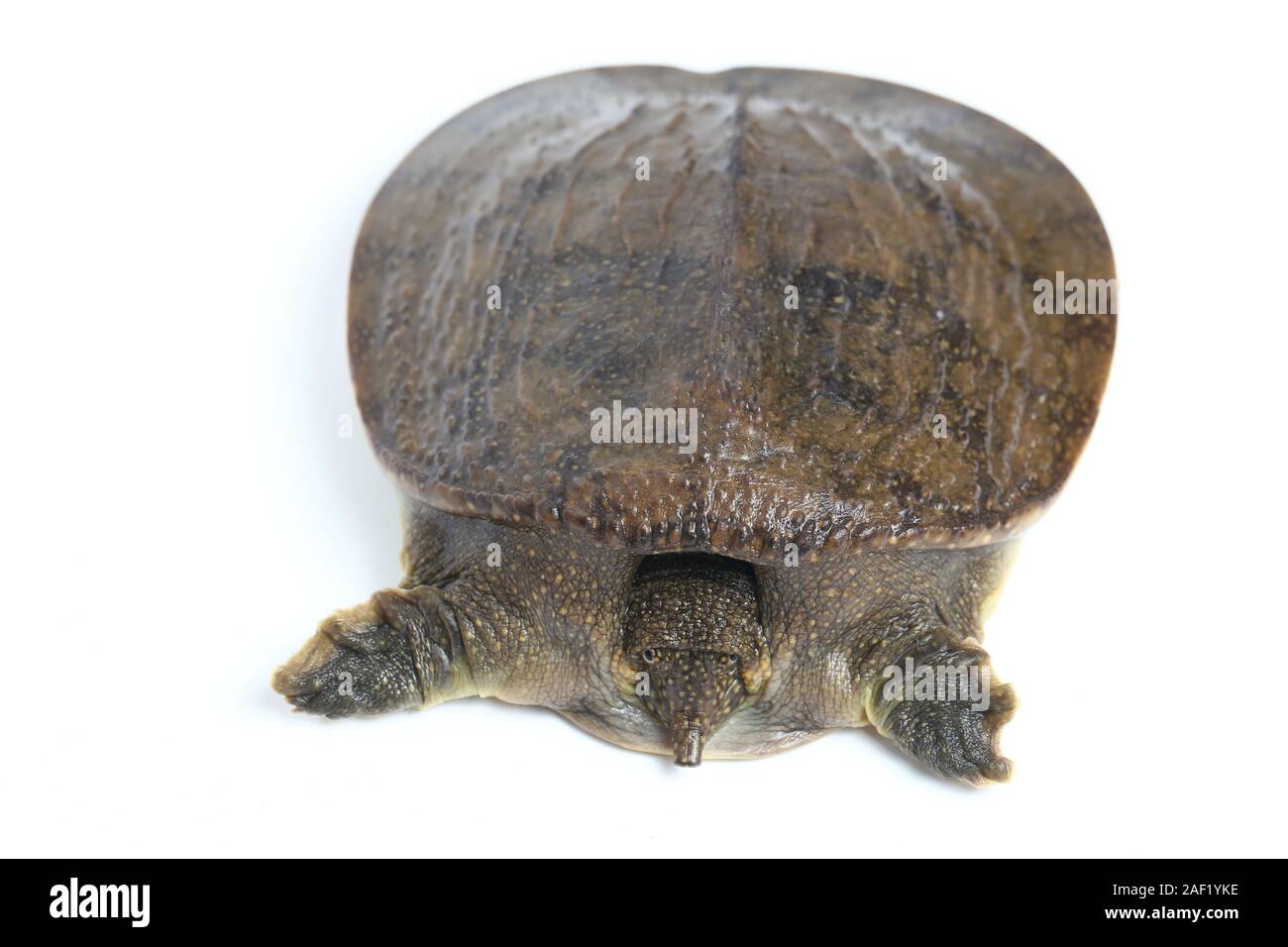 Common softshell turtle or asiatic softshell turtle (Amyda cartilaginea ...