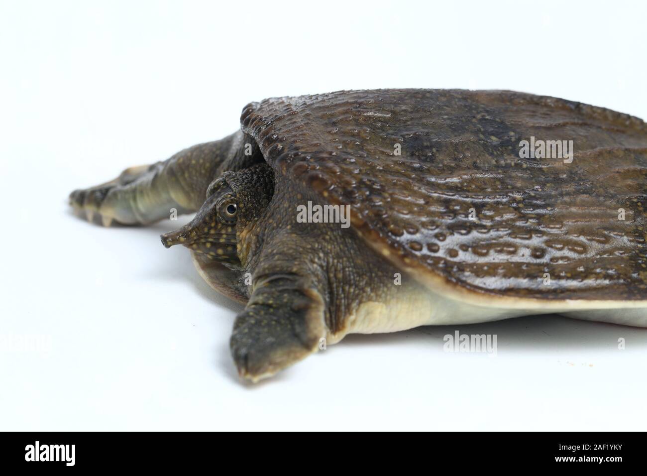 Common softshell turtle or asiatic softshell turtle (Amyda cartilaginea ...