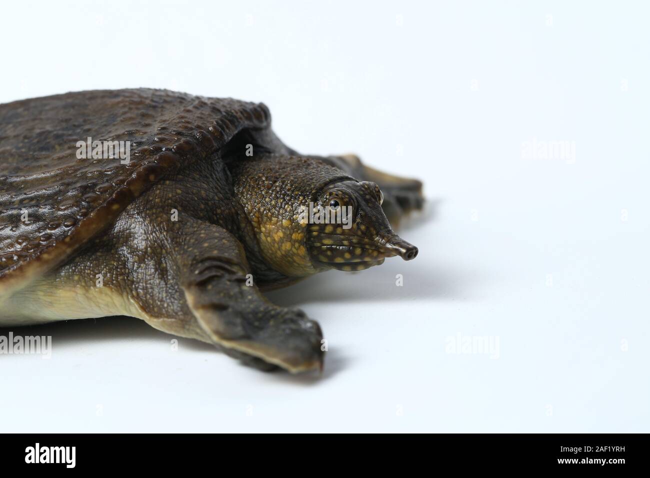Common softshell turtle or asiatic softshell turtle (Amyda cartilaginea ...