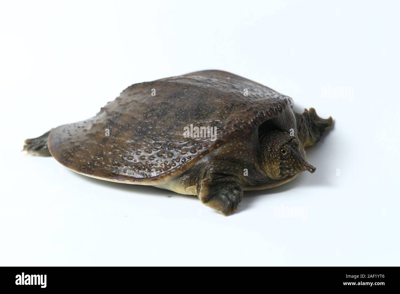 Common softshell turtle or asiatic softshell turtle (Amyda cartilaginea ...