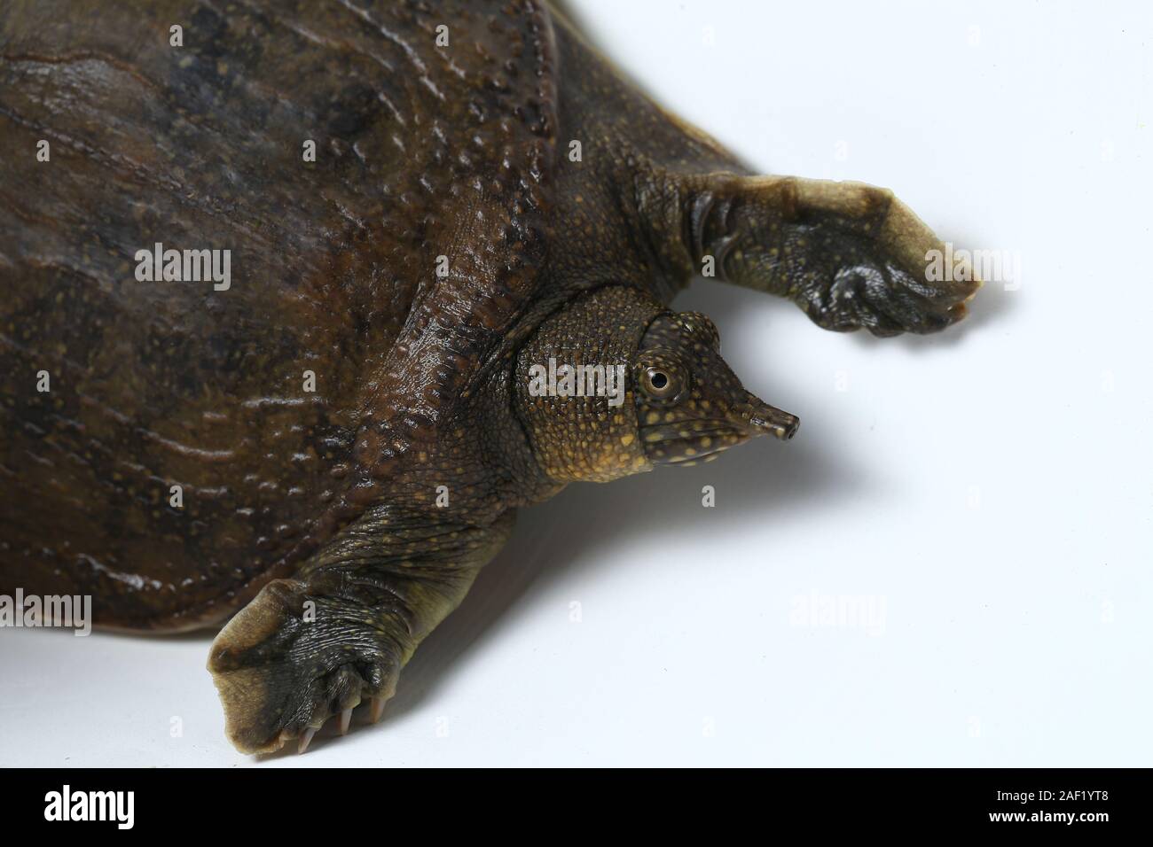 Common softshell turtle or asiatic softshell turtle (Amyda cartilaginea ...