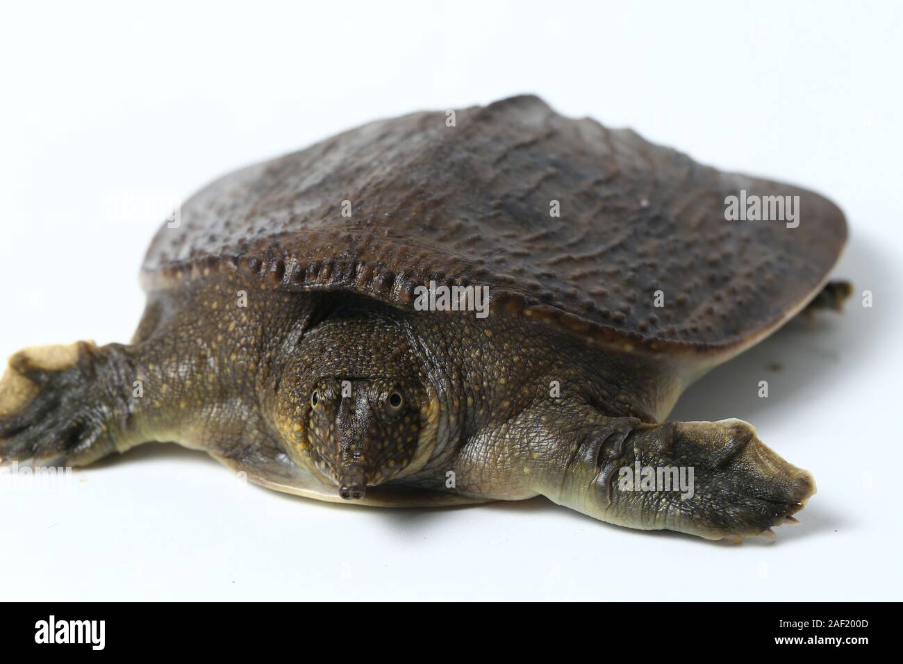 Common softshell turtle or asiatic softshell turtle (Amyda cartilaginea ...