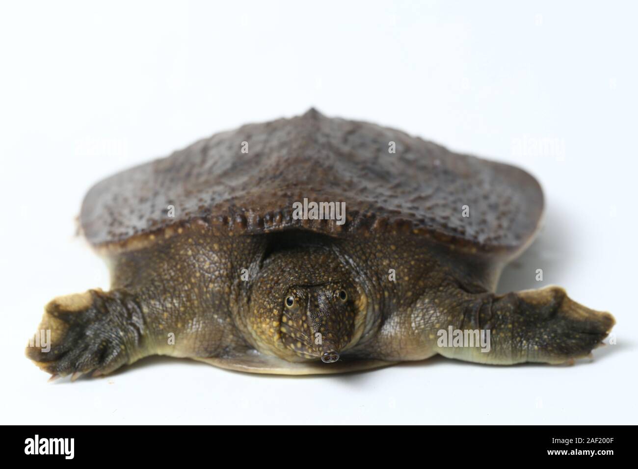 Common softshell turtle or asiatic softshell turtle (Amyda cartilaginea ...