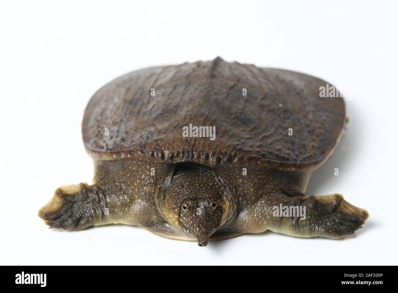 Common softshell turtle or asiatic softshell turtle (Amyda cartilaginea ...