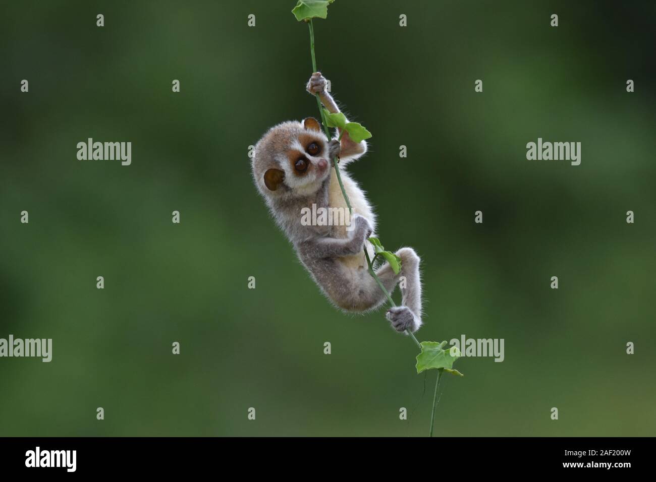 Wildlifephoto High Resolution Stock Photography and Images - Alamy