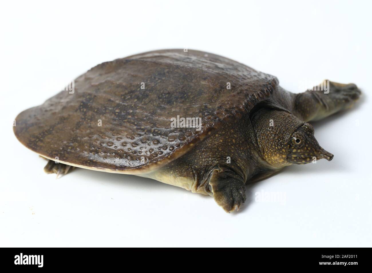 Common softshell turtle or asiatic softshell turtle (Amyda cartilaginea ...
