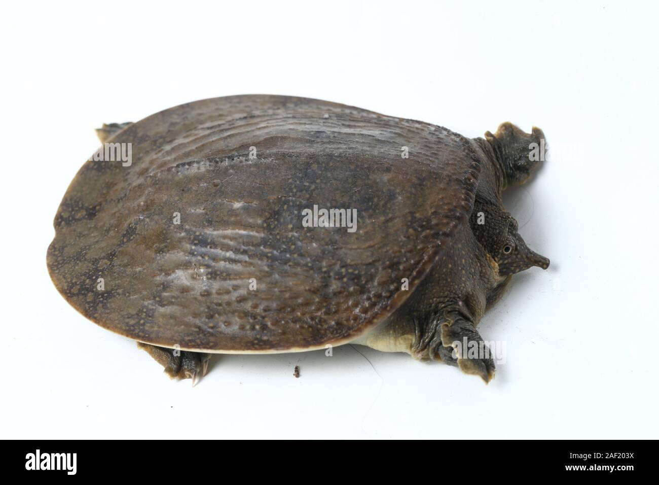 Common softshell turtle or asiatic softshell turtle (Amyda cartilaginea ...