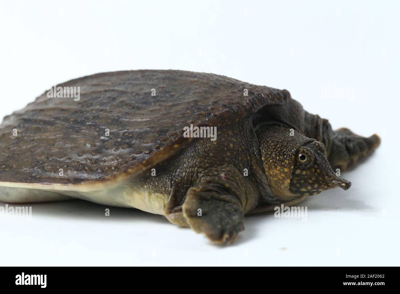 Common softshell turtle or asiatic softshell turtle (Amyda cartilaginea ...