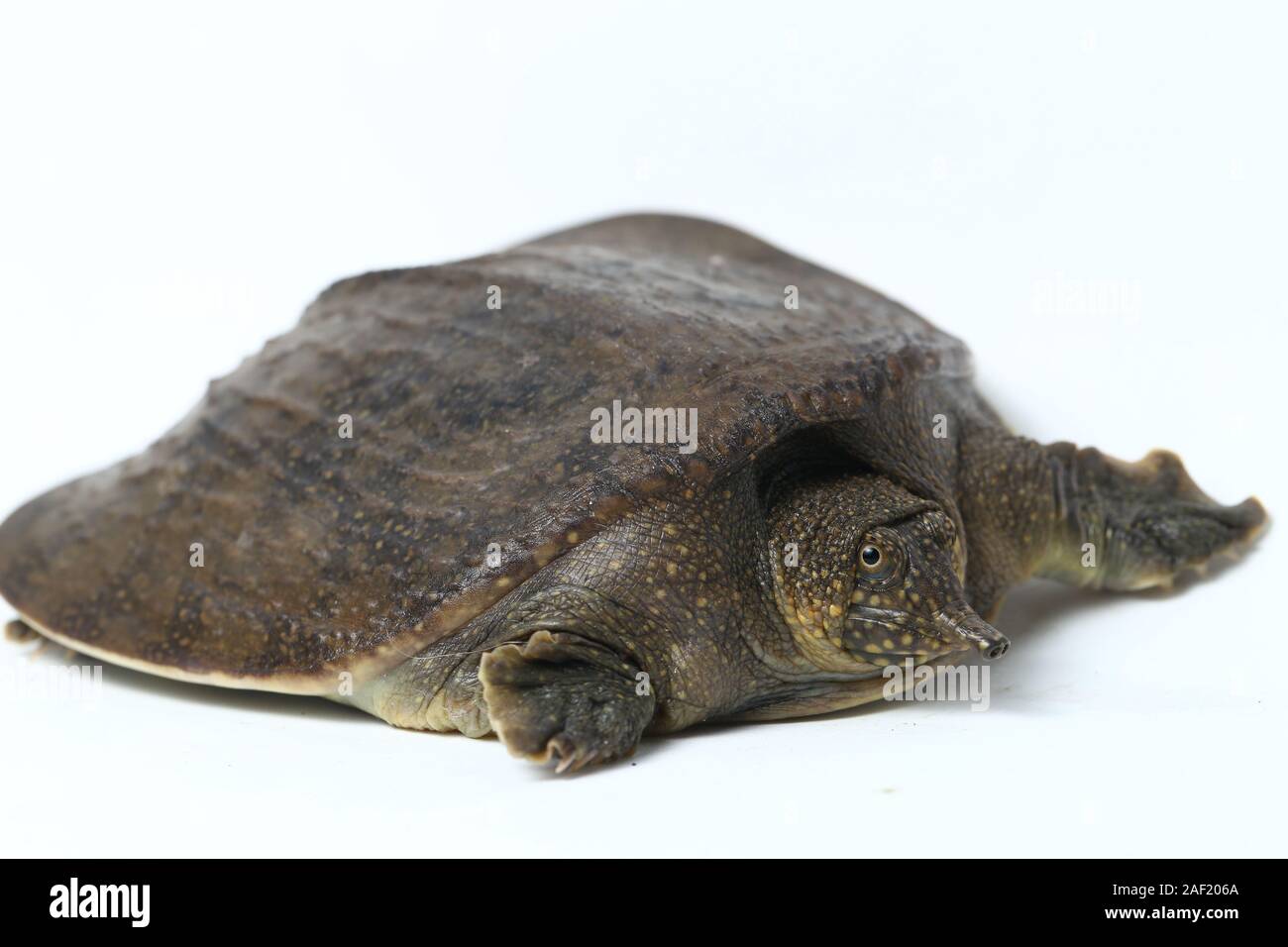 Common softshell turtle or asiatic softshell turtle (Amyda cartilaginea ...