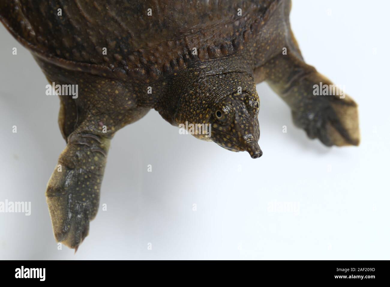 Common softshell turtle or asiatic softshell turtle (Amyda cartilaginea ...