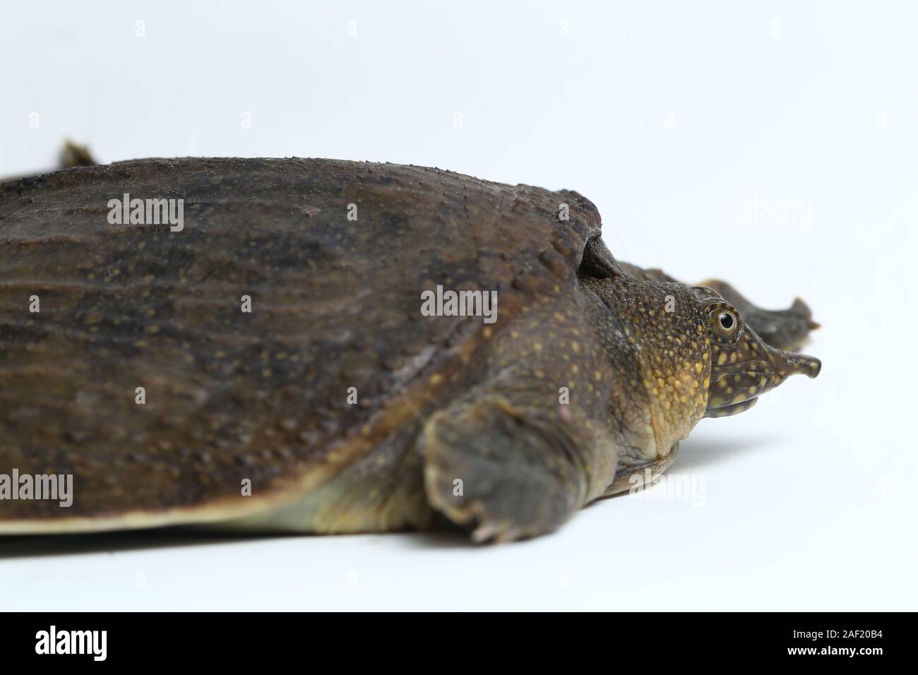 Common softshell turtle or asiatic softshell turtle (Amyda cartilaginea ...