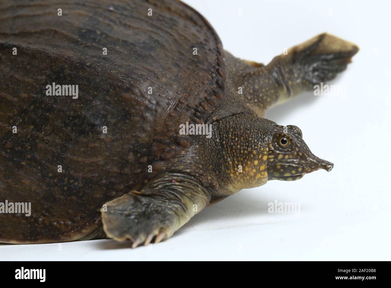 Common softshell turtle or asiatic softshell turtle (Amyda cartilaginea ...