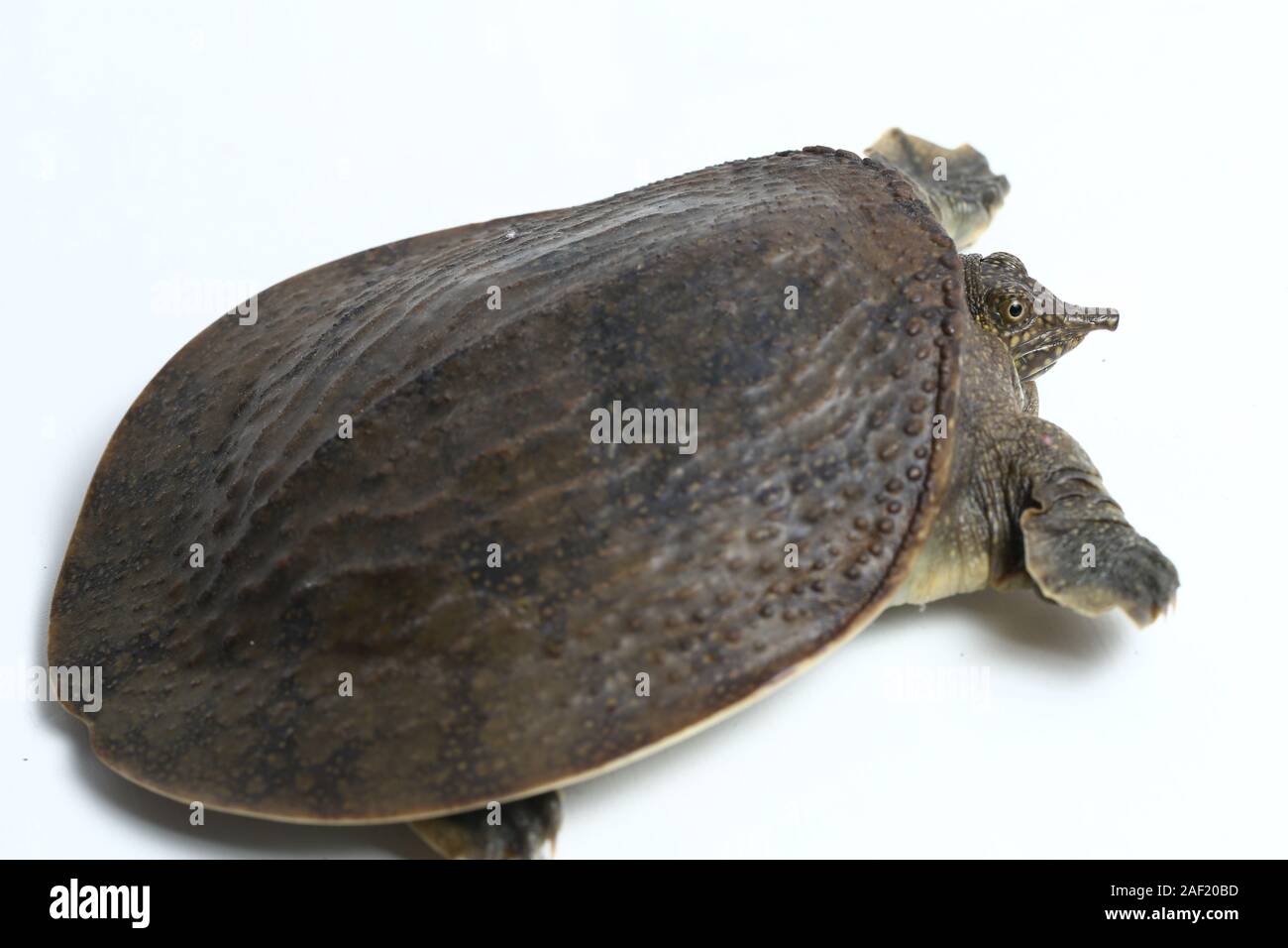 Common softshell turtle or asiatic softshell turtle (Amyda cartilaginea ...