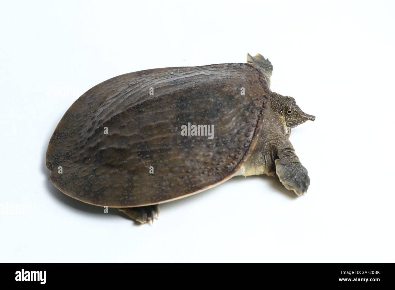 Common softshell turtle or asiatic softshell turtle (Amyda cartilaginea ...