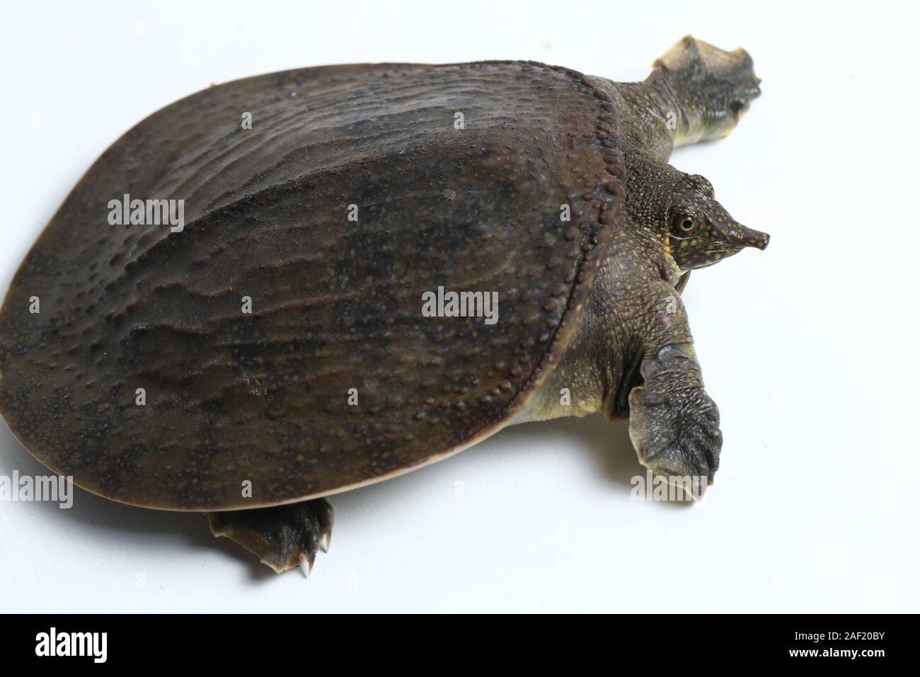 Common softshell turtle or asiatic softshell turtle (Amyda cartilaginea ...