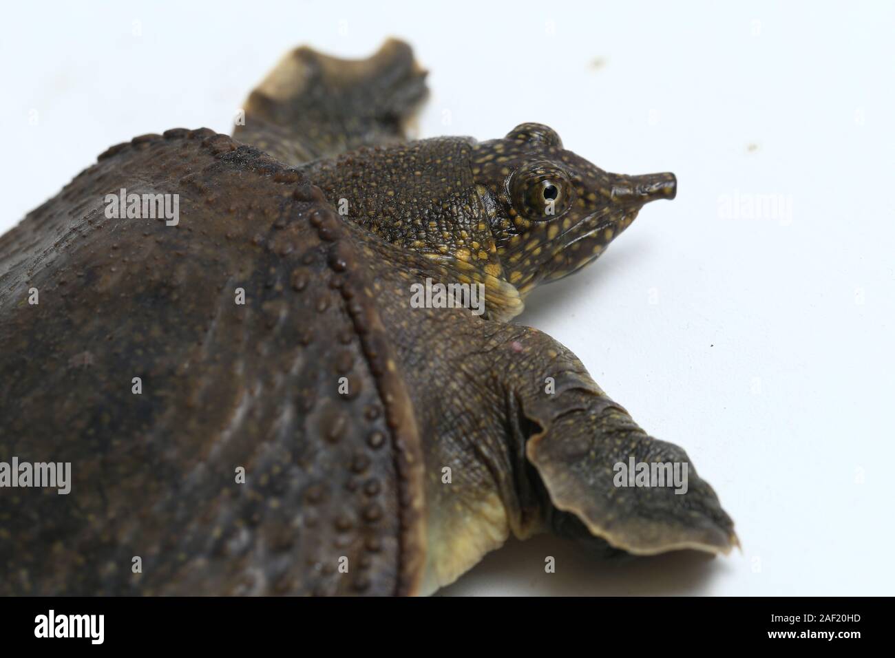 Common softshell turtle or asiatic softshell turtle (Amyda cartilaginea ...