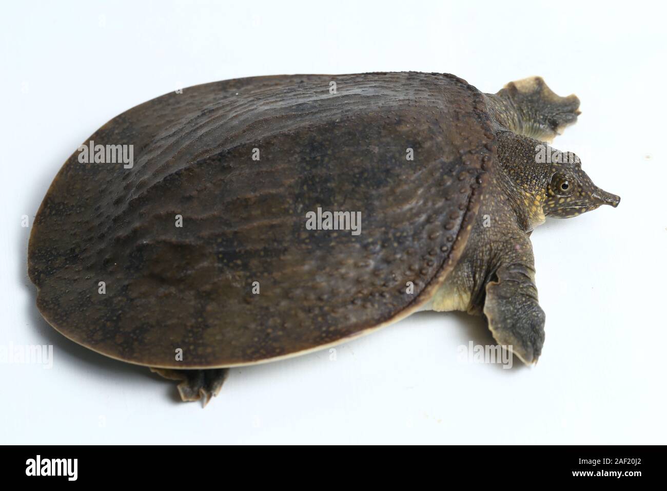 Common softshell turtle or asiatic softshell turtle (Amyda cartilaginea ...