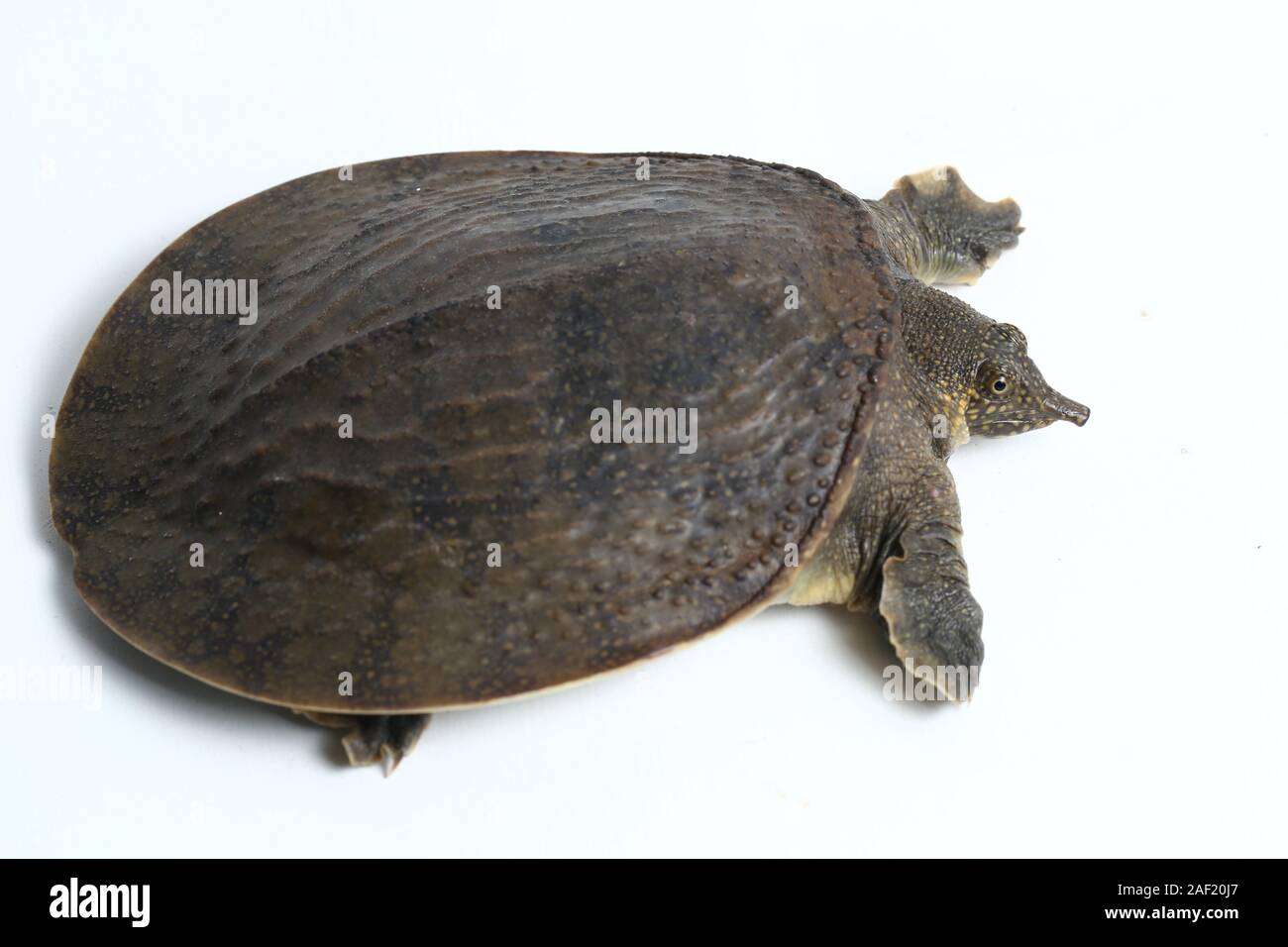 Common softshell turtle or asiatic softshell turtle (Amyda cartilaginea ...