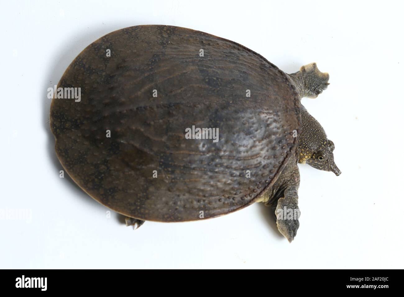 Common softshell turtle or asiatic softshell turtle (Amyda cartilaginea ...
