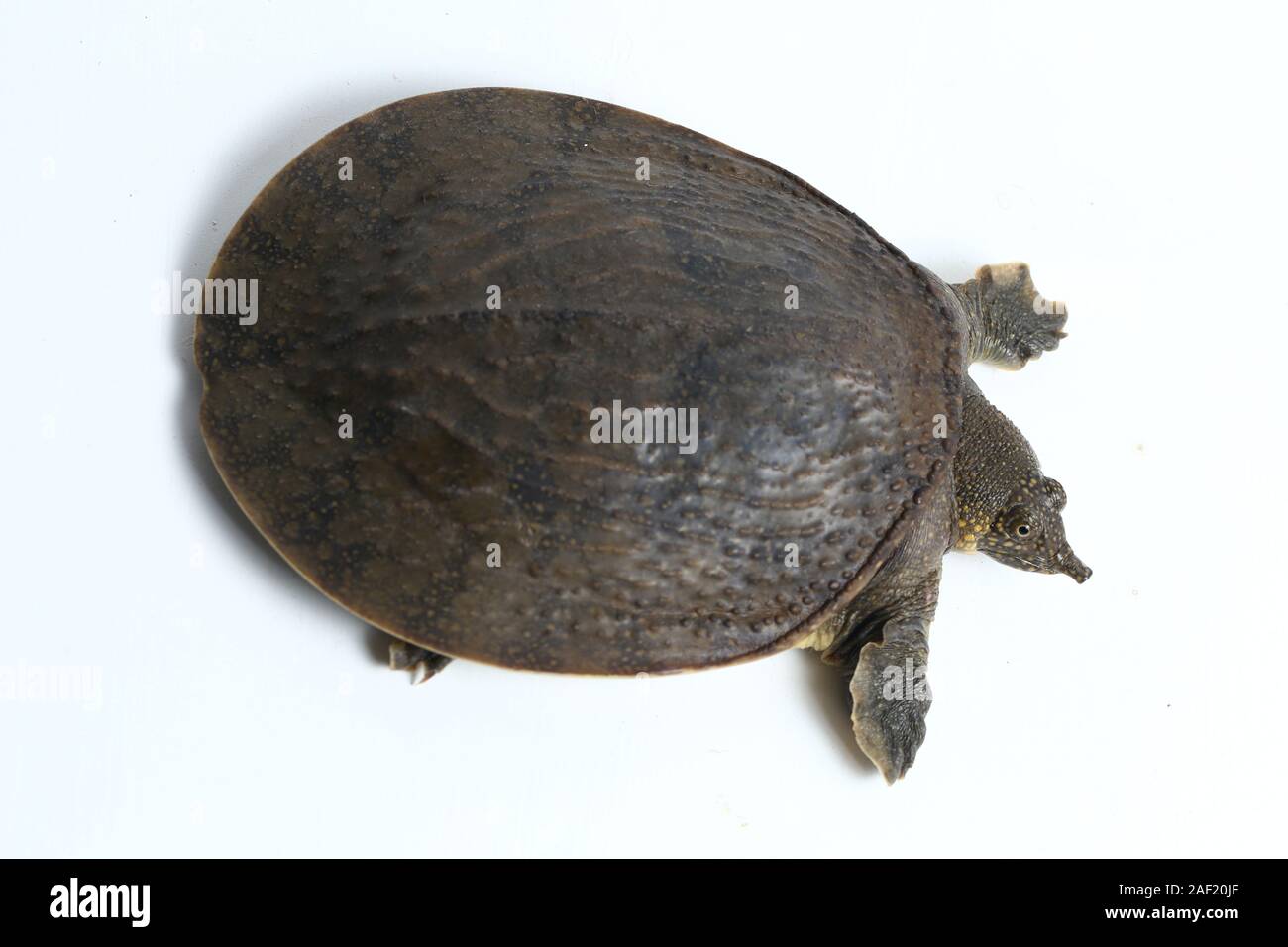 Common softshell turtle or asiatic softshell turtle (Amyda cartilaginea ...