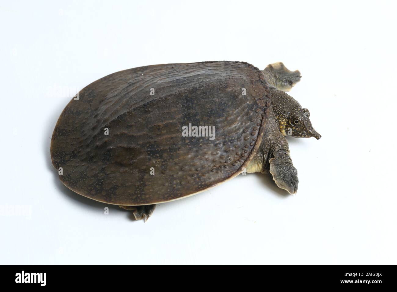 Common softshell turtle or asiatic softshell turtle (Amyda cartilaginea ...