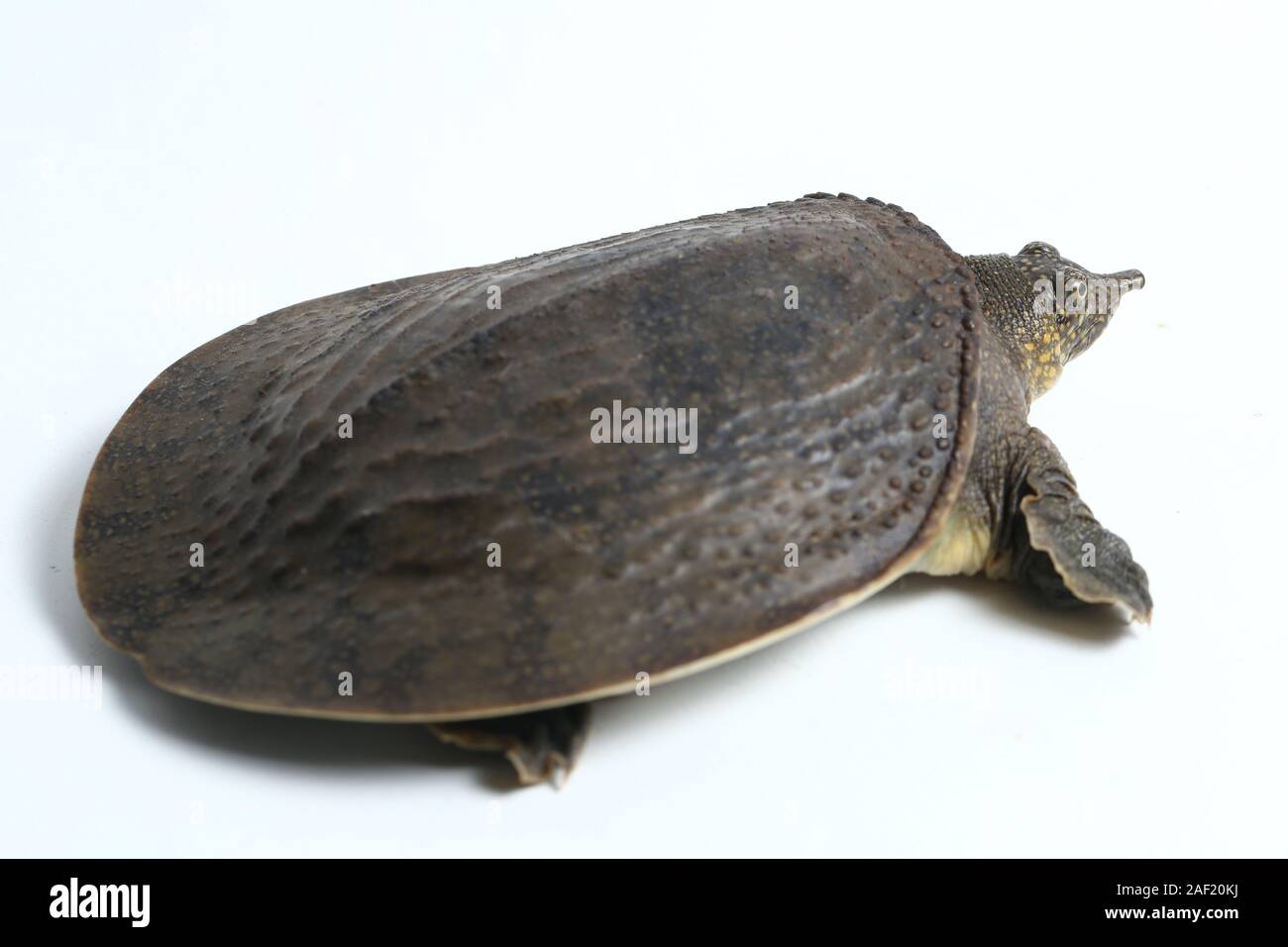 Common softshell turtle or asiatic softshell turtle (Amyda cartilaginea ...