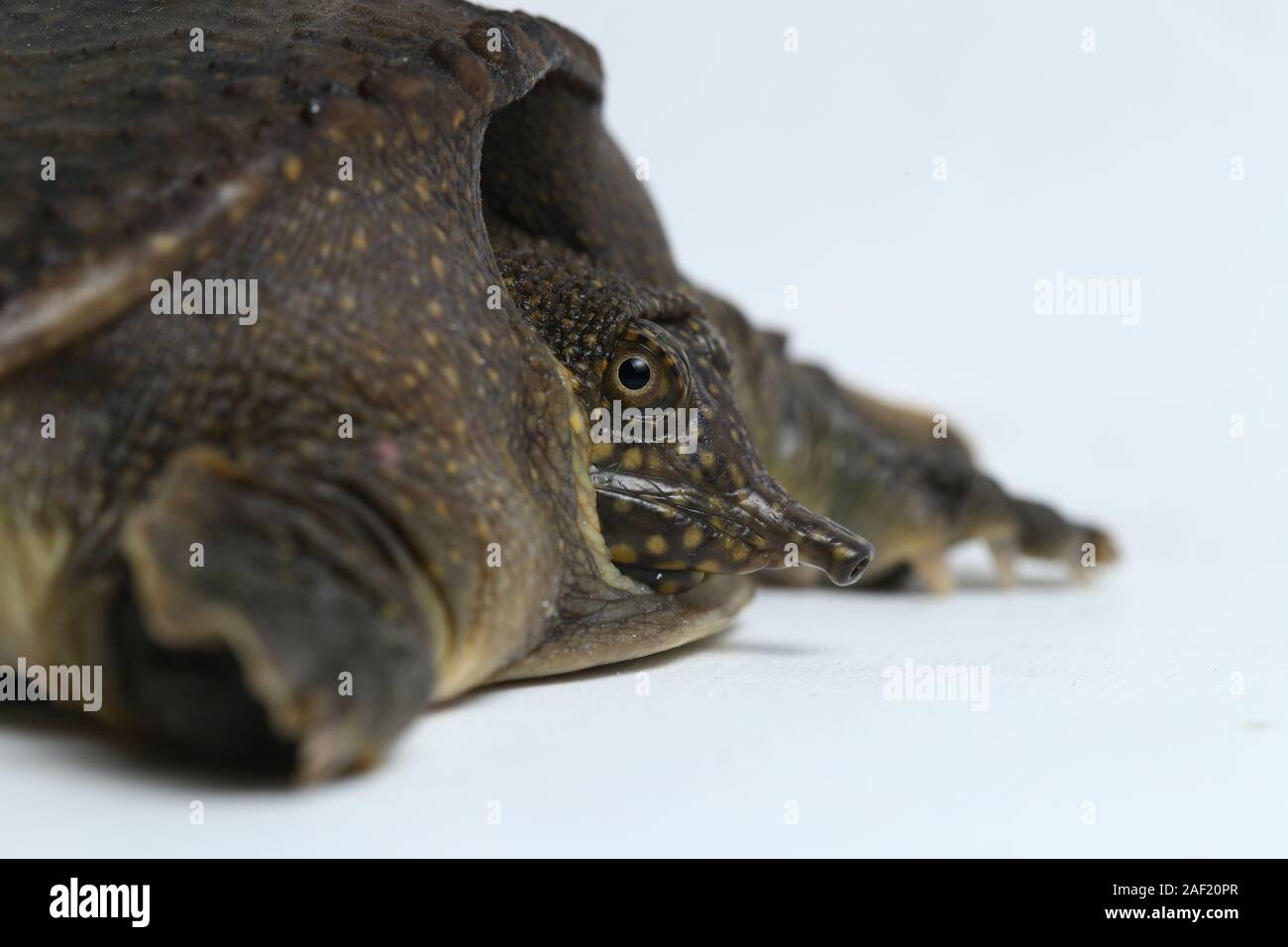Common softshell turtle or asiatic softshell turtle (Amyda cartilaginea ...