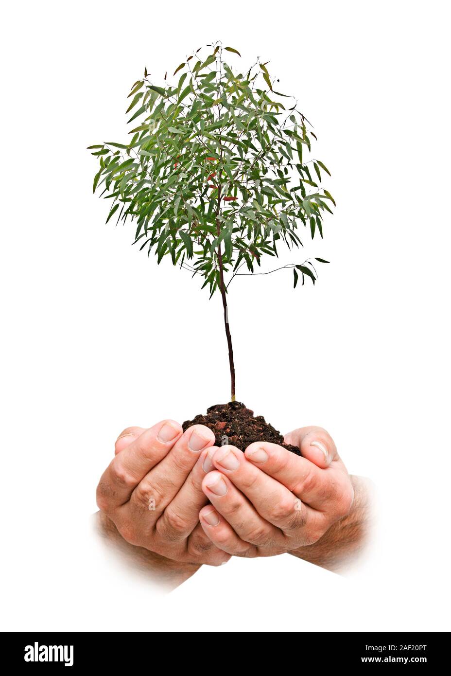 tree in hands Stock Photo - Alamy