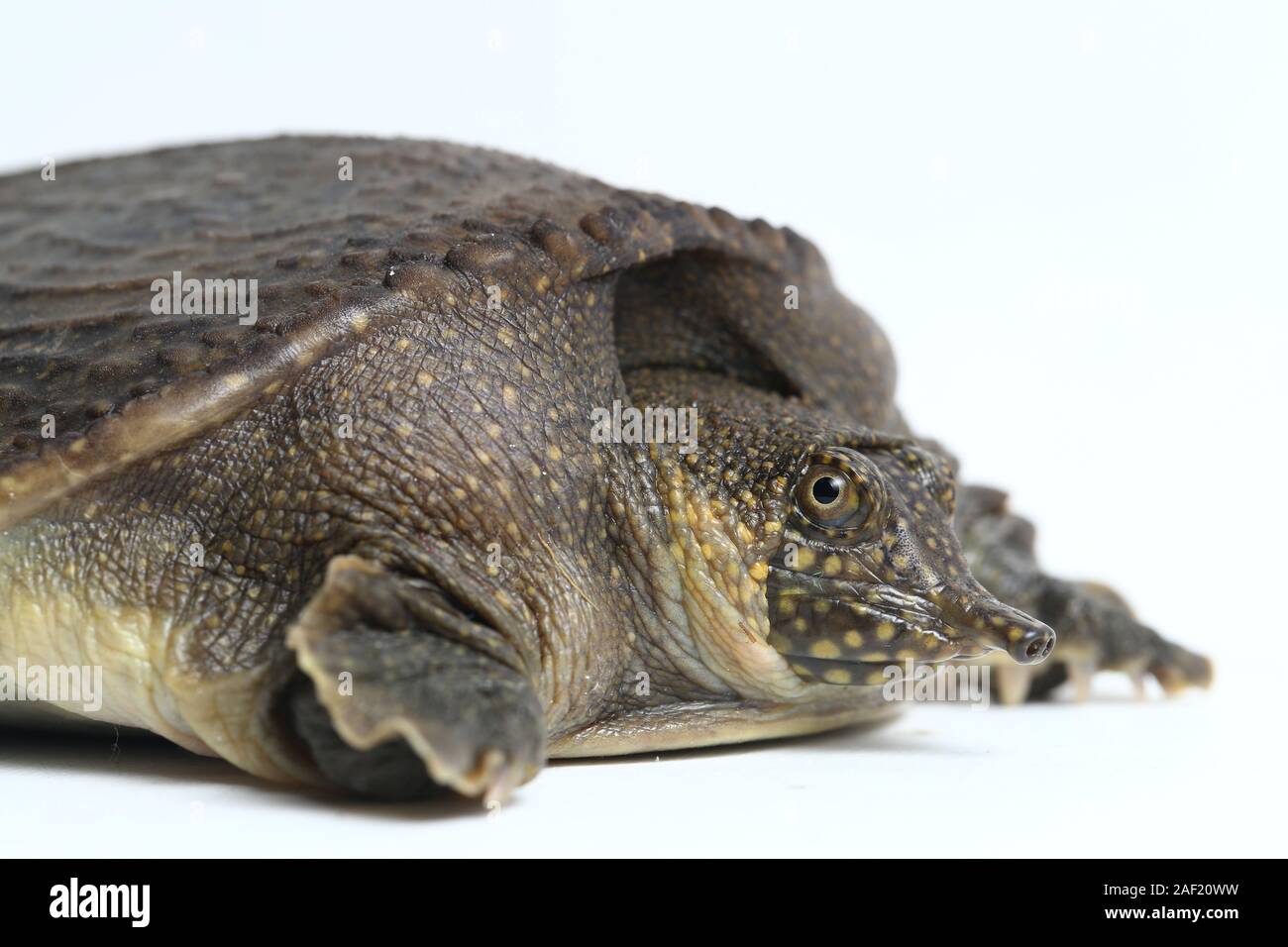 Common softshell turtle or asiatic softshell turtle (Amyda cartilaginea ...