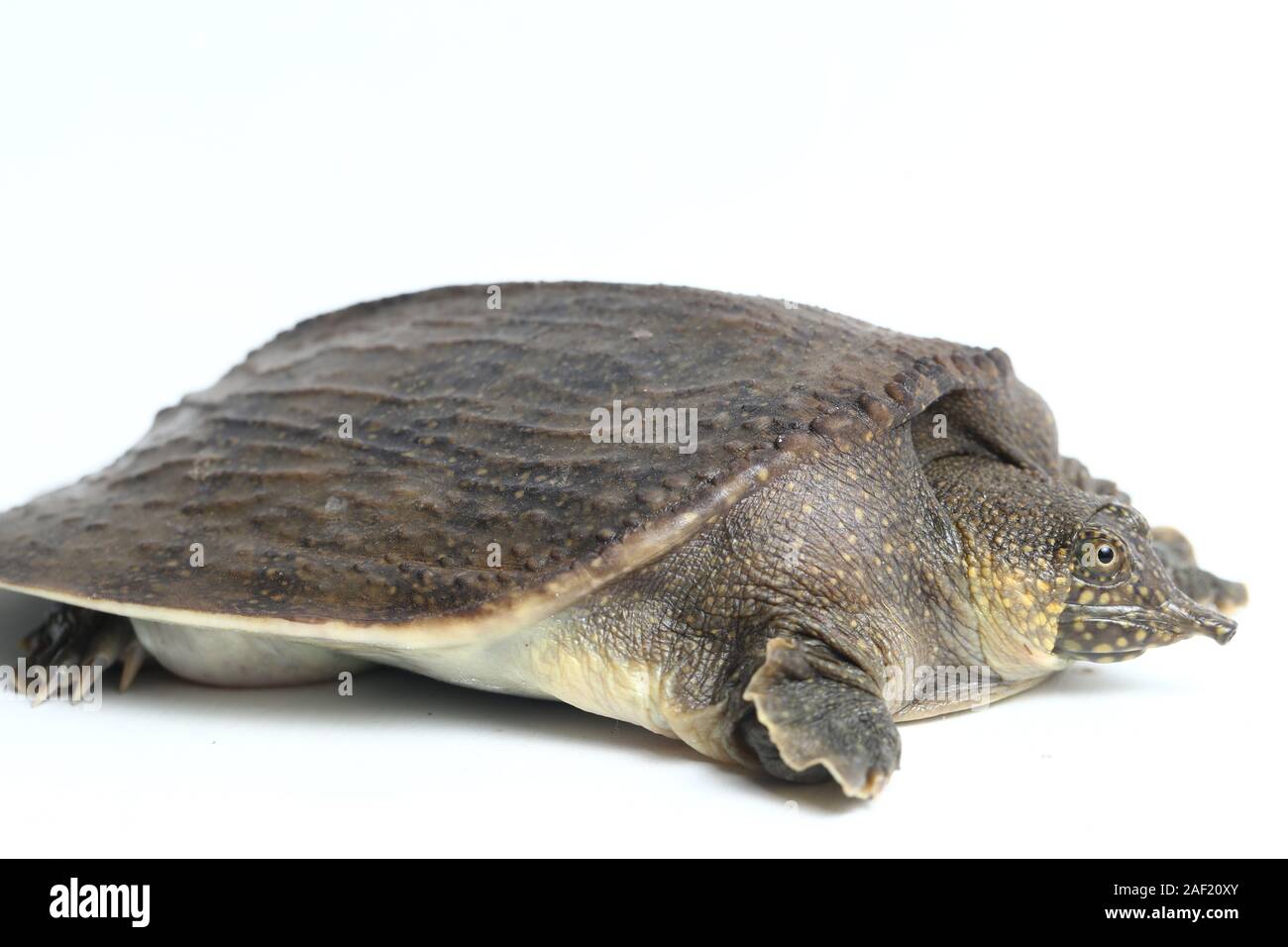 Common softshell turtle or asiatic softshell turtle (Amyda cartilaginea ...