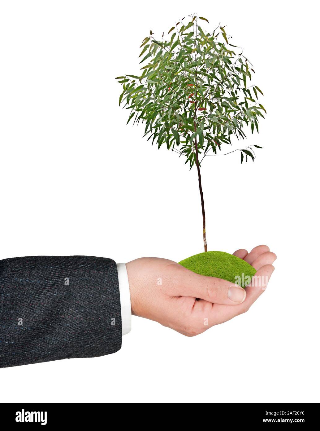 tree in hand Stock Photo - Alamy