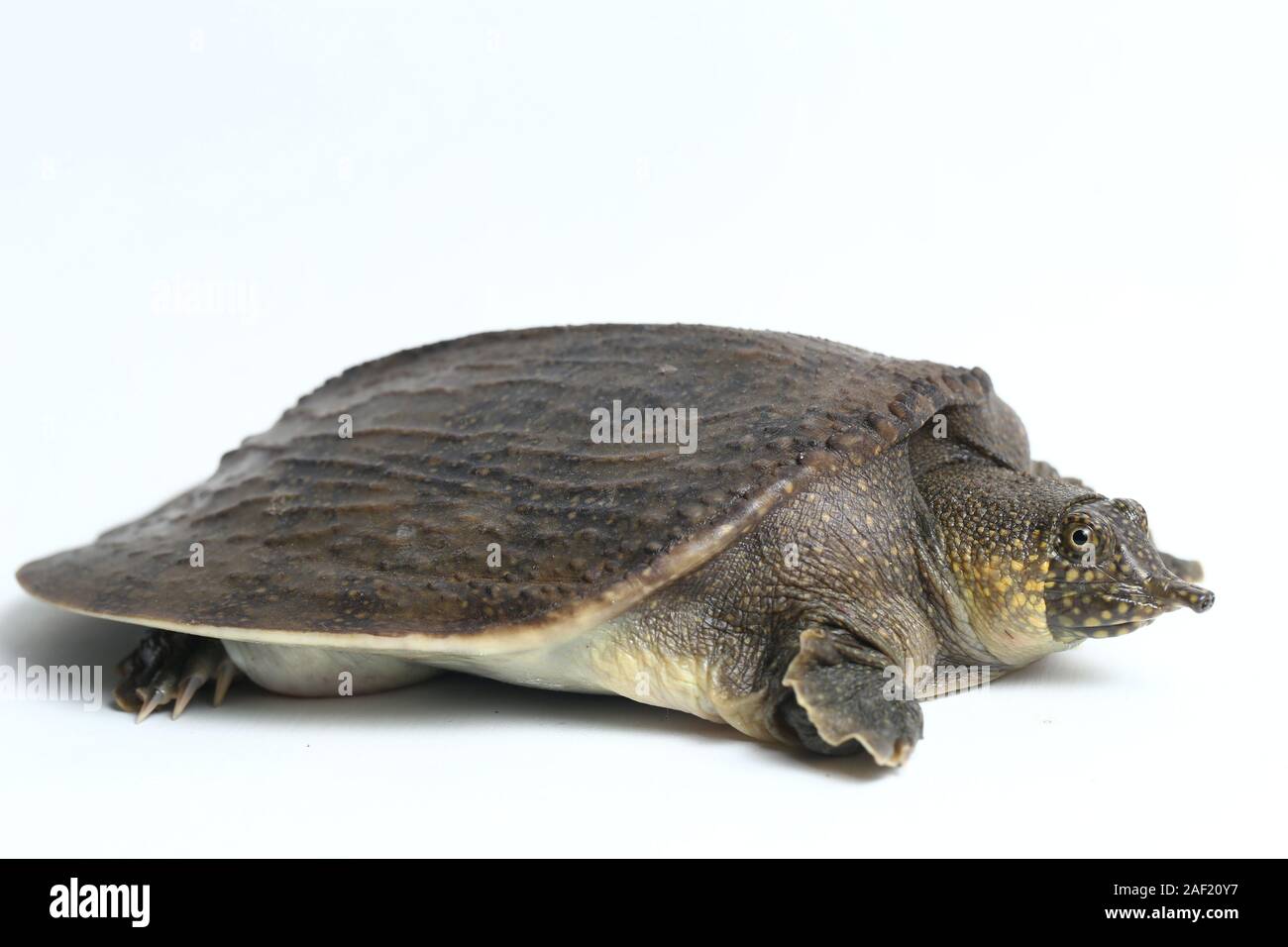 Common softshell turtle or asiatic softshell turtle (Amyda cartilaginea ...
