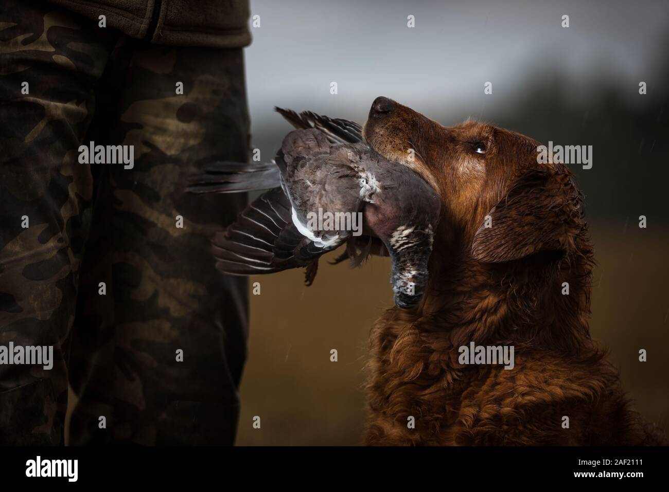 Dead animals hunting hi-res stock photography and images - Alamy